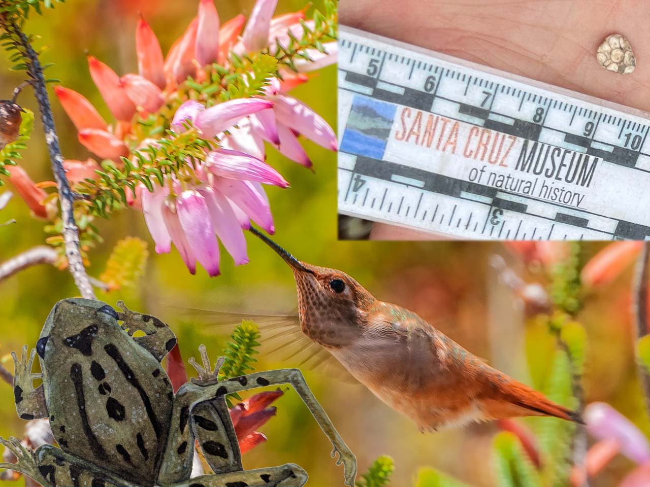 Museum of Natural History: Micro Lectures - Growing Up in Santa Cruz